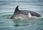 Days Out In Tenby, Day Trips You Can Enjoy While Stopping In Tenby